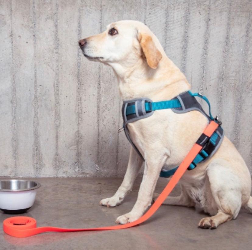 Tienda Perro – Winga