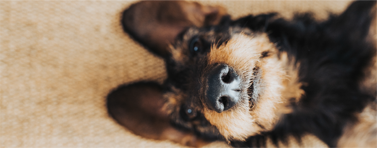 TIENDA PERRO – Winga